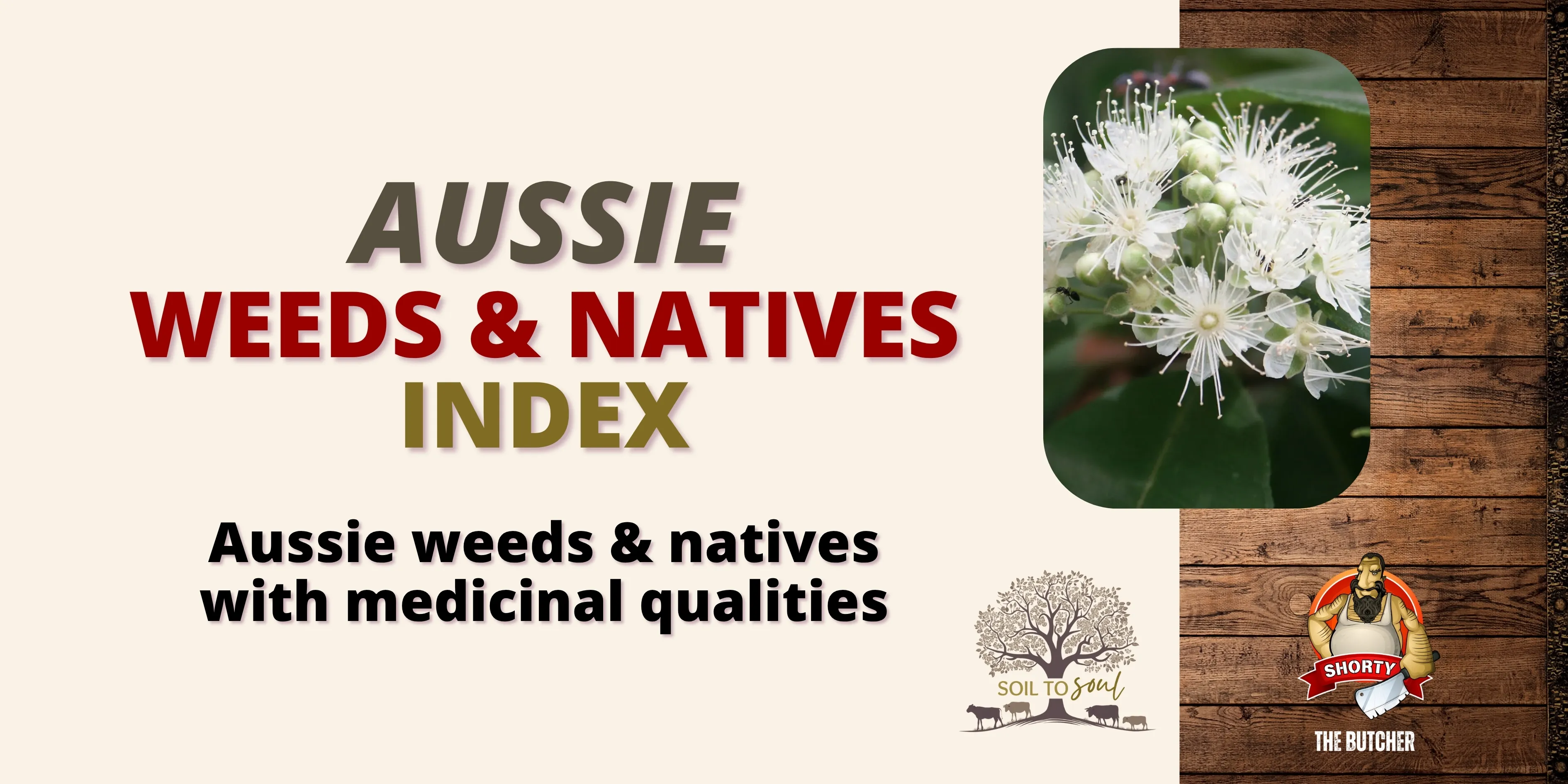 A Beginner-Friendly Guide to Australia’s Wild & Natural Healing Plants