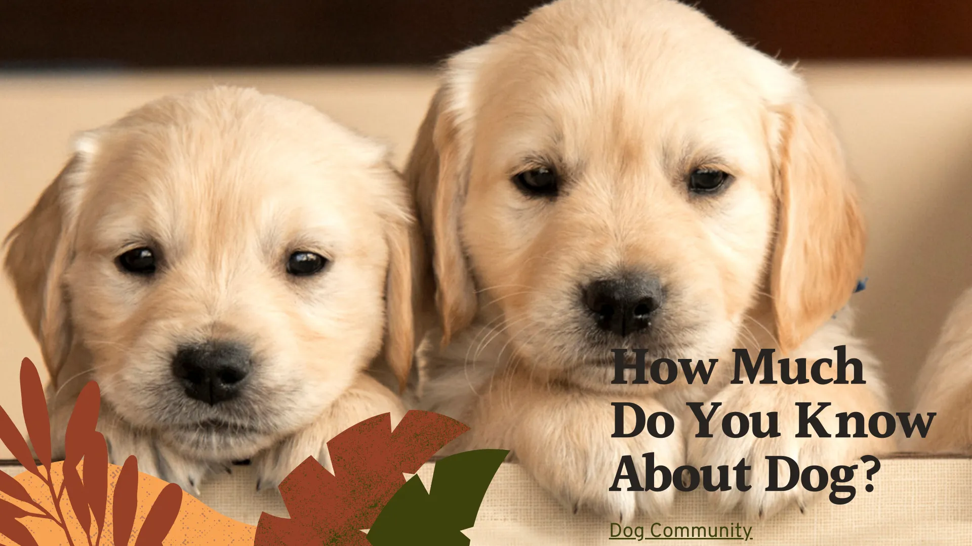 Dog Community | Nas.io Communities